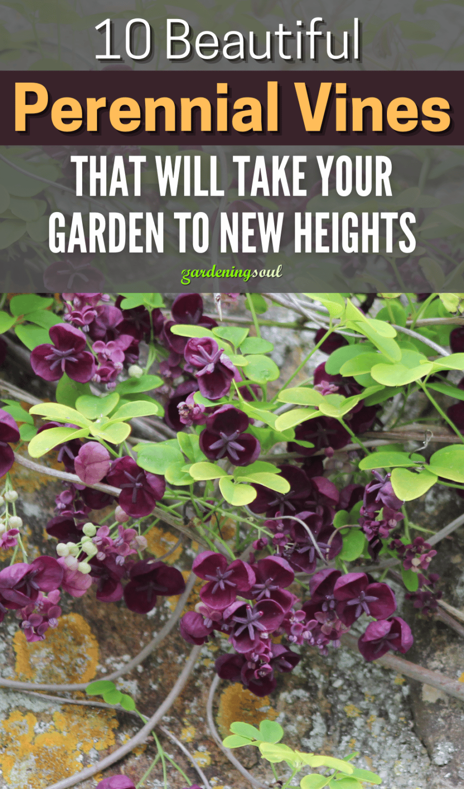 10 Beautiful Perennial Vines That Will Take Your Garden to New Heights