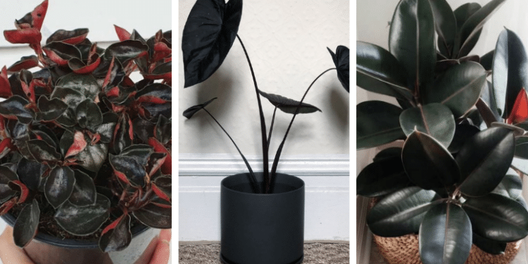 Feeling Goth or Dark Chic? Here Are 13 Interesting Black Indoor Plant ...