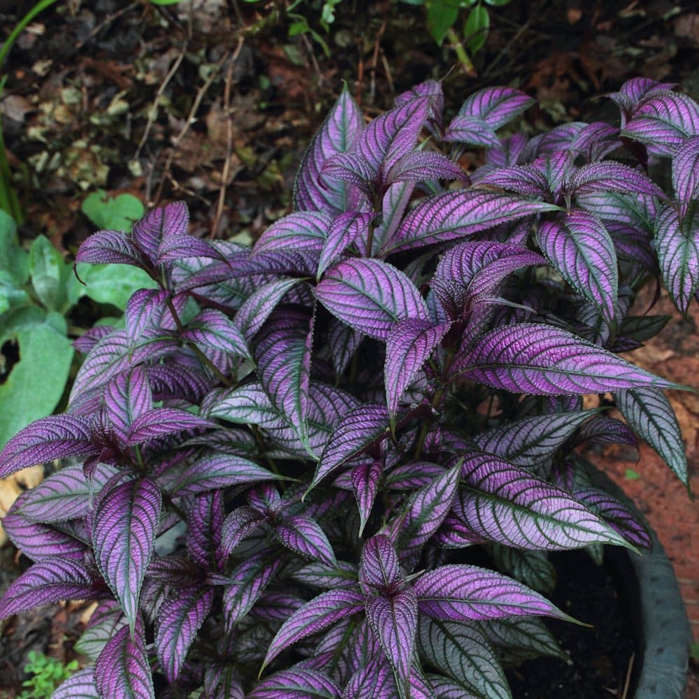 Feeling Goth or Dark Chic? Here Are 13 Interesting Black Indoor Plant ...