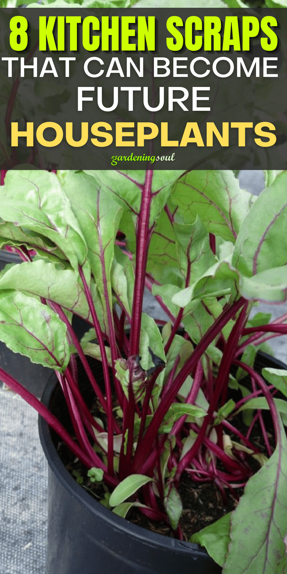 8 Kitchen Scraps that can Become Future Houseplants
