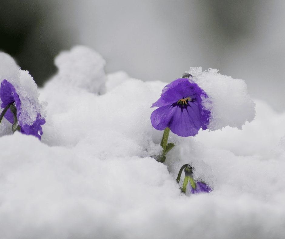 12 Frost Tolerant Plants to Grow when it’s Cold