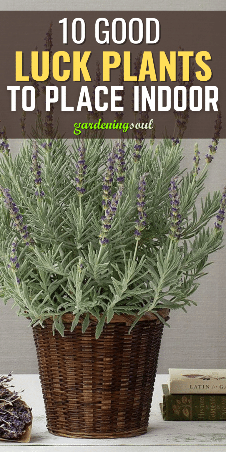 10 Good Luck Plants To Place Indoor