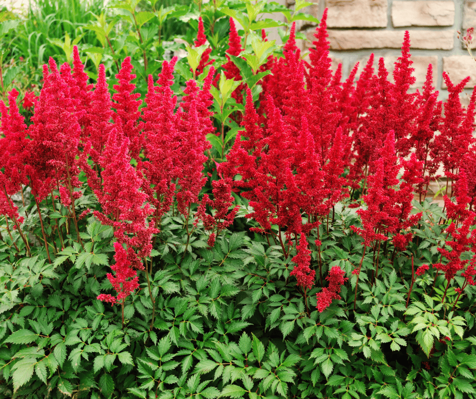 10 Stunning Red Perennials That Will Add Bold Color to Your Garden All ...