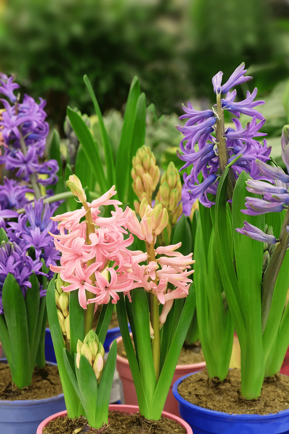 Growing Flower Bulbs in Containers: 8 Beautiful Blooms That Thrive in Pots