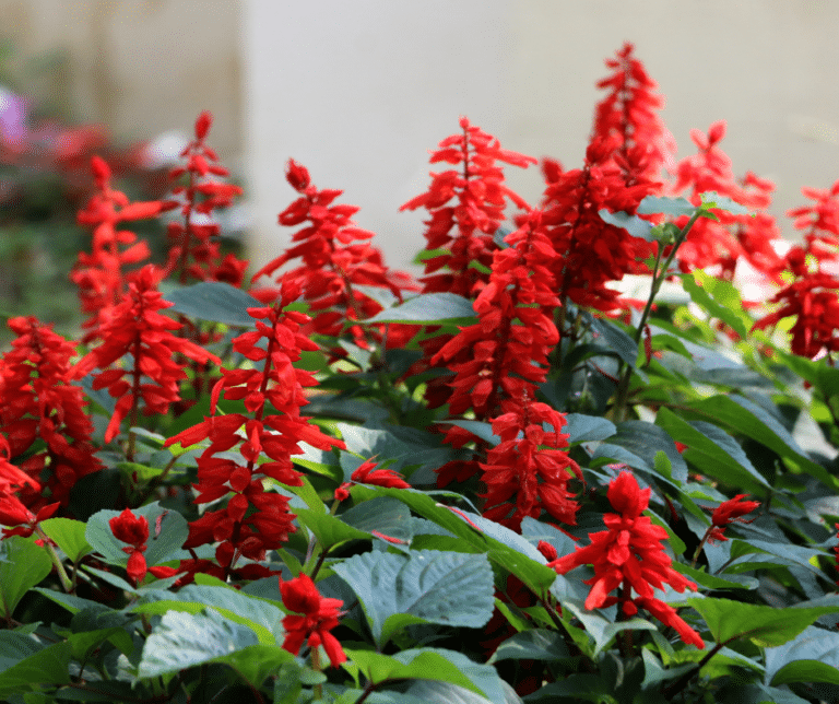 10 Stunning Red Perennials That Will Add Bold Color to Your Garden All ...