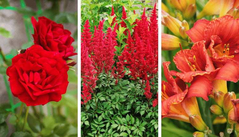 10 Stunning Red Perennials That Will Add Bold Color to Your Garden All ...