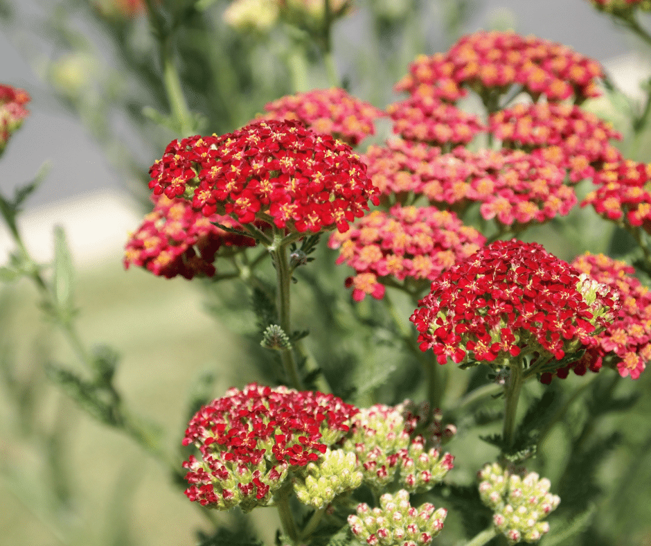 10 Stunning Red Perennials That Will Add Bold Color to Your Garden All ...