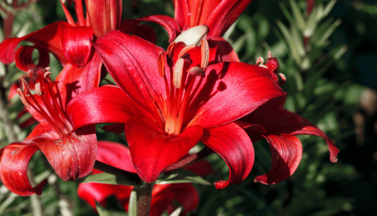 15 Stunning Lily Varieties Every Gardener Should Grow