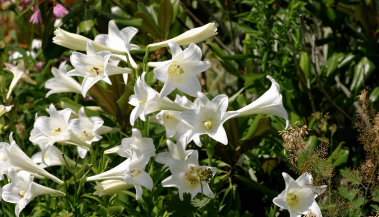 15 Stunning Lily Varieties Every Gardener Should Grow