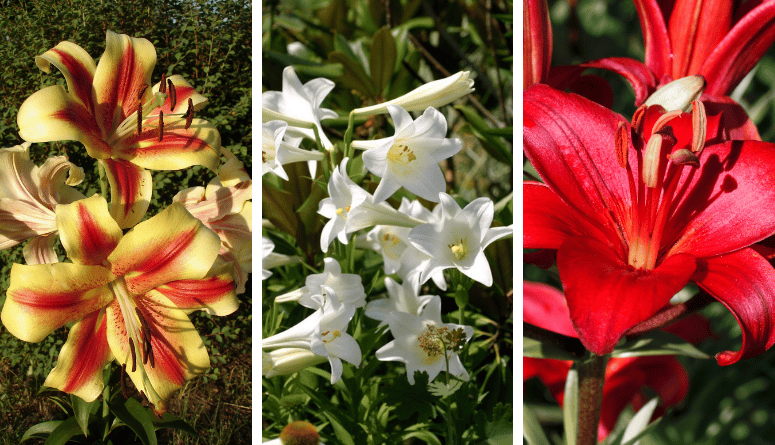15 Stunning Lily Varieties Every Gardener Should Grow