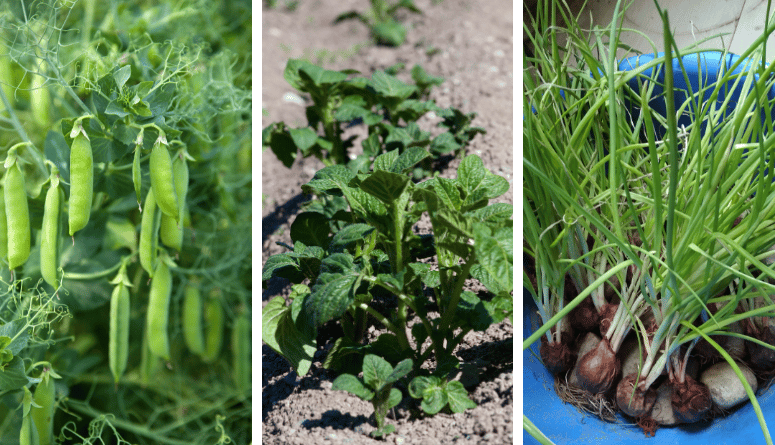 13 Best Vegetables to Grow In Your Spring Garden