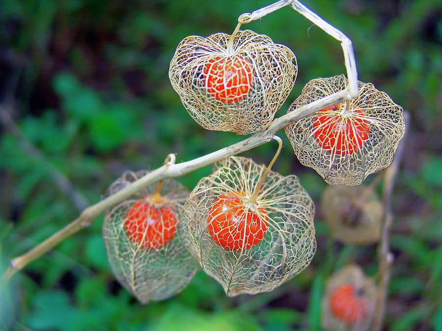 Chinese Lantern Flower (Physalis alkekengi): A Unique Plant with ...