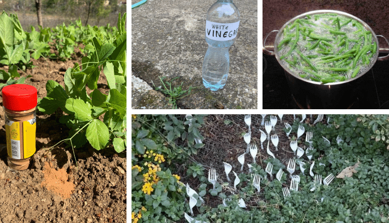 20 Gardening Hacks That’ll Change the Way You Garden Forever