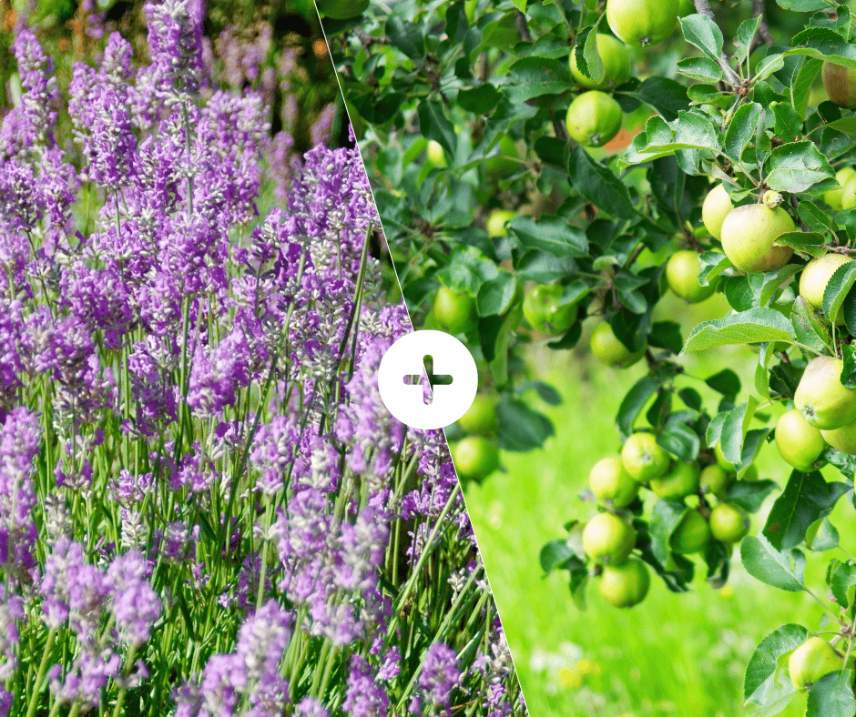 30 Companion Planting Pairs for a Productive Garden