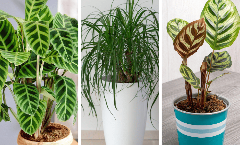 15 Pet-Friendly Houseplants That Are Safe for Dogs and Cats