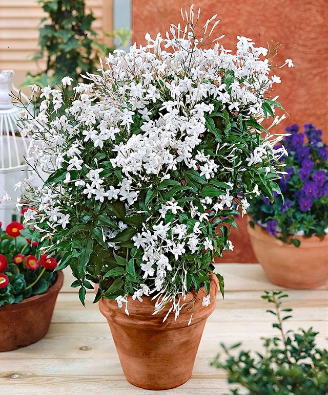 The Best 15 Climbing Plants for Containers