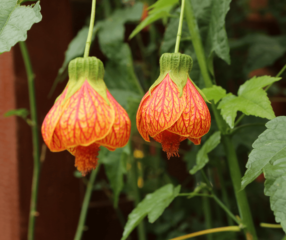 20 Eye-catching Orange Flowers That Give a Vibe Appeal To Your Garden