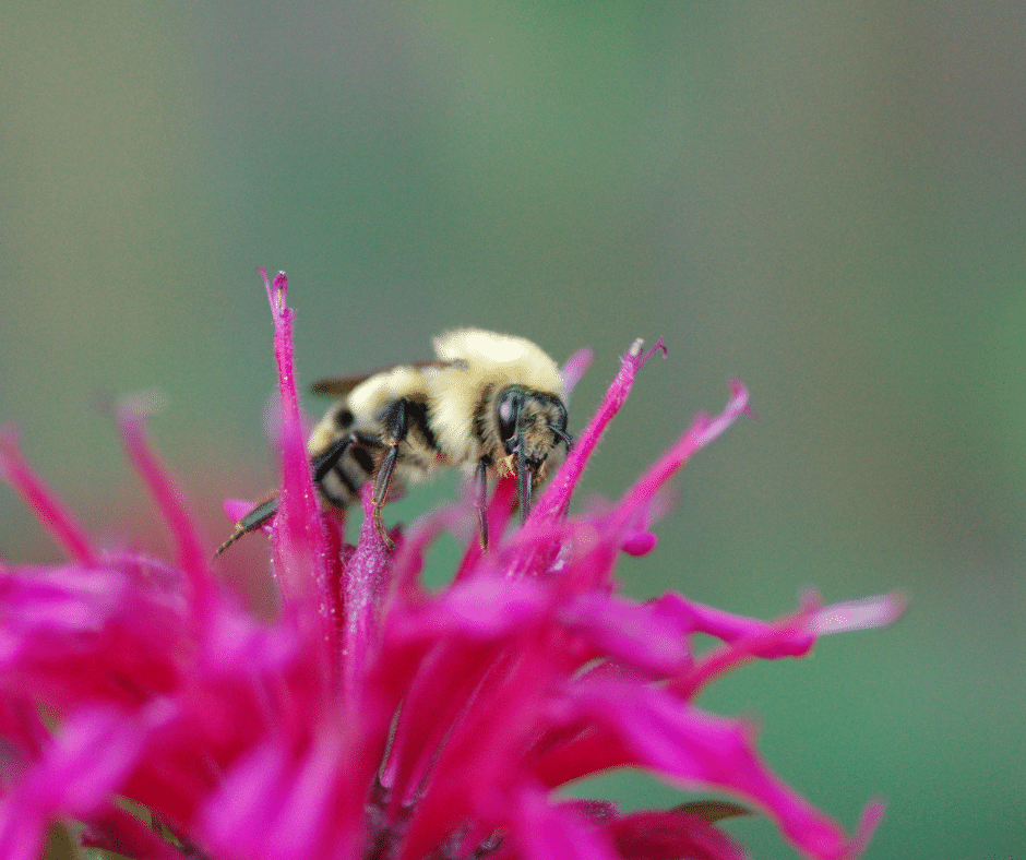 10 Nectar Plants That Attract Hummingbirds, Butterflies, and Other ...