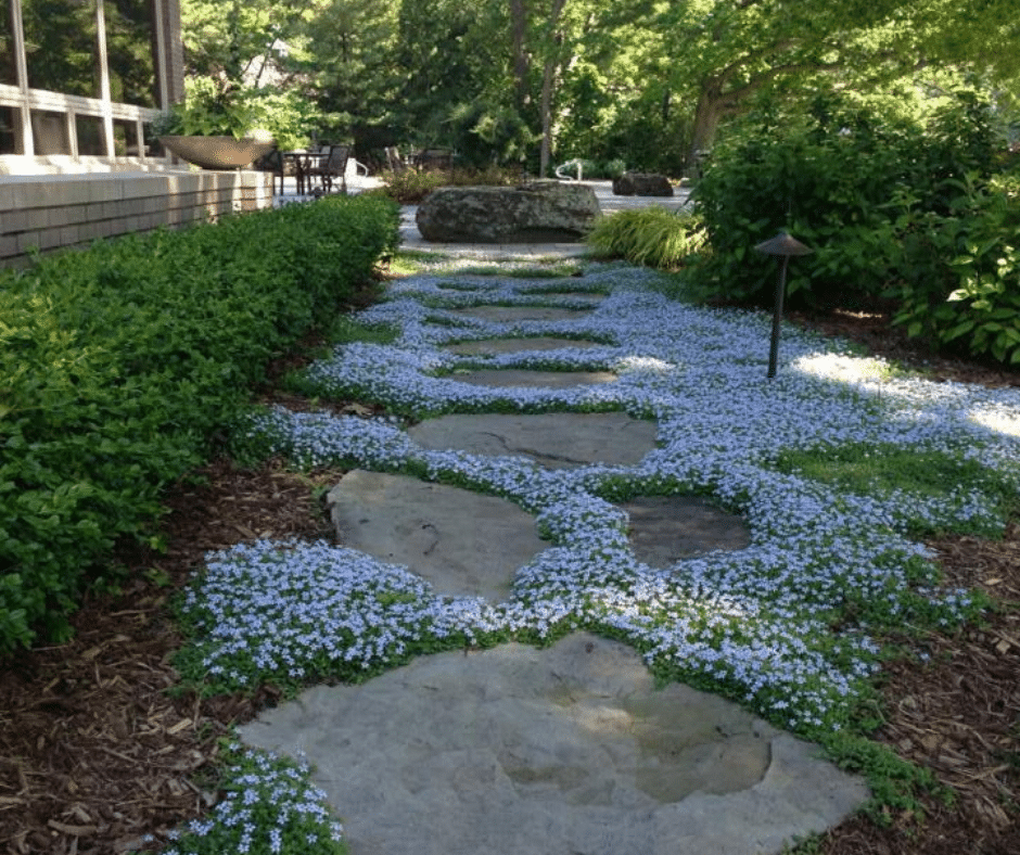 20 Decorative Shade-Loving Ground Covers