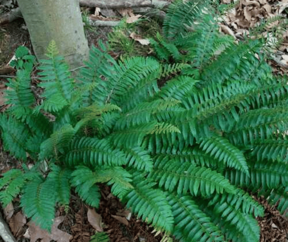 20 Decorative Shade-Loving Ground Covers
