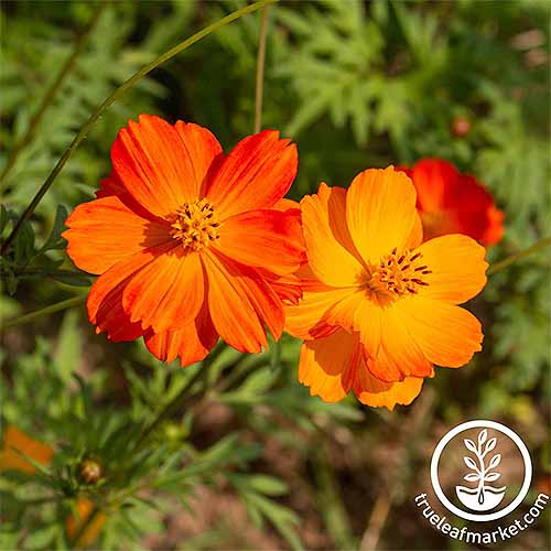 How to Grow and Care For Colorful Cosmos Flowers