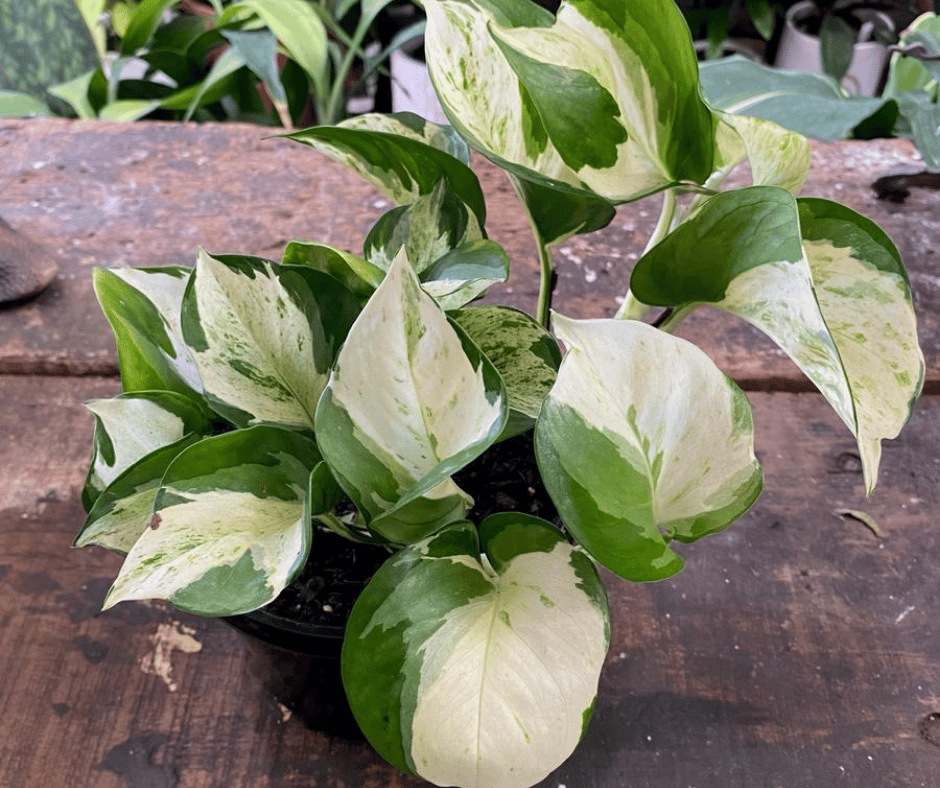 10 Types of Pothos That Are Easy to Grow at Home
