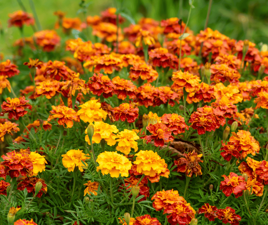 20 Easiest Flowers to Grow for Beginners: Low-Maintenance Blooms for a ...