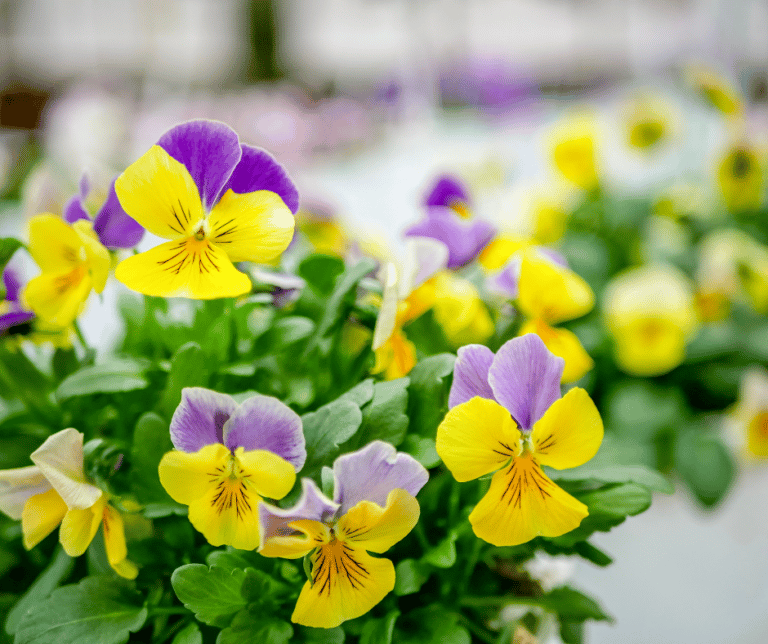 20 Easiest Flowers to Grow for Beginners: Low-Maintenance Blooms for a ...