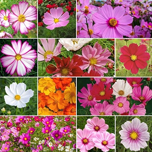 How to Grow and Care For Colorful Cosmos Flowers