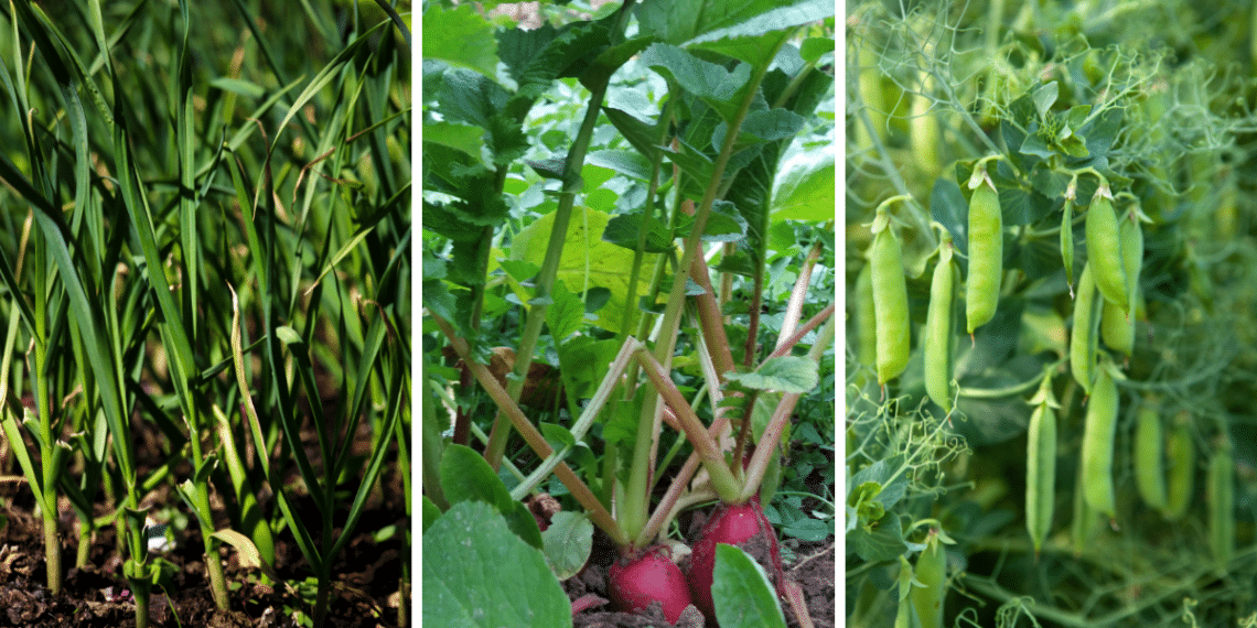 13 Fast-Growing Vegetables That you can Easily Grow