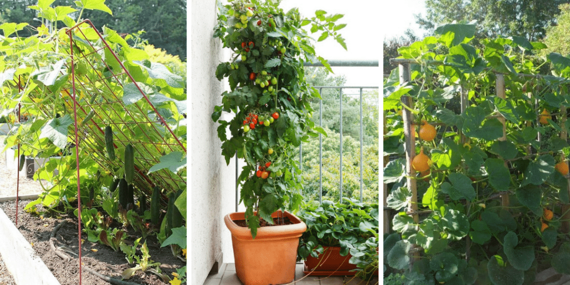 Grow Up! 14 Easy Climbing Vegetables for Small Gardens and Big Harvests