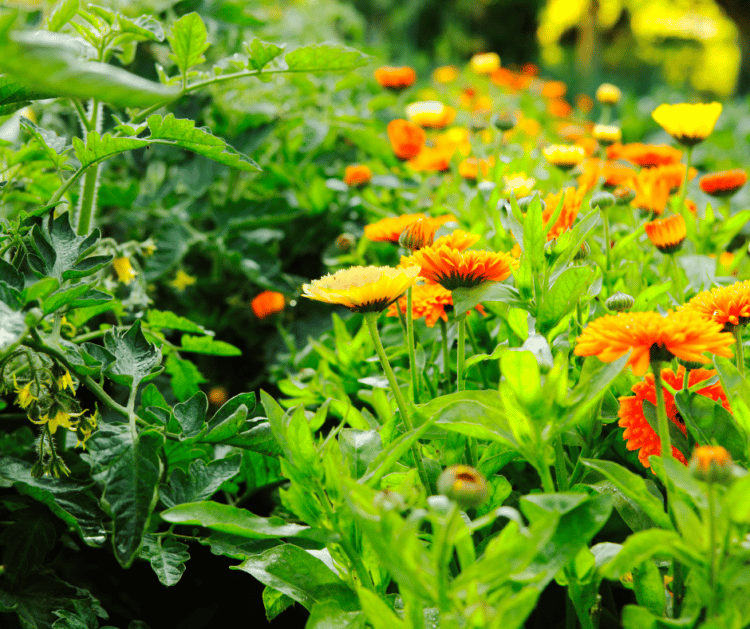 31 Colorful Winter Plants that Will Liven up Your Garden
