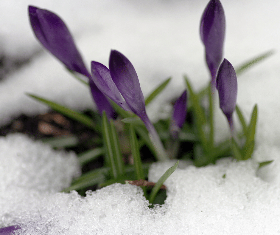 31 Colorful Winter Plants that Will Liven up Your Garden