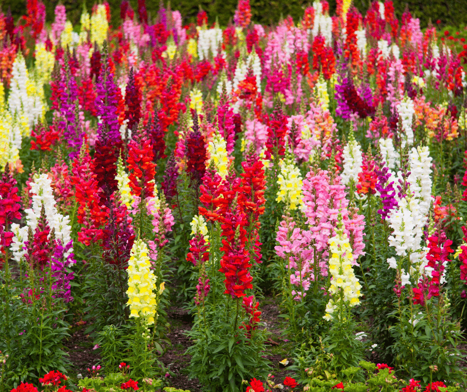 15 Easy to Grow Annuals for a Stunning Cut-Flower Garden