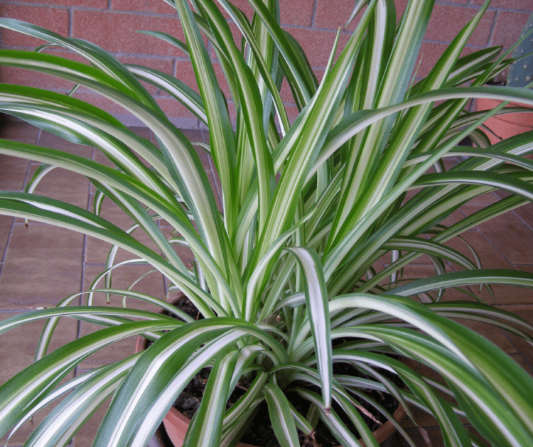 How to Grow and Care for Spider Plant