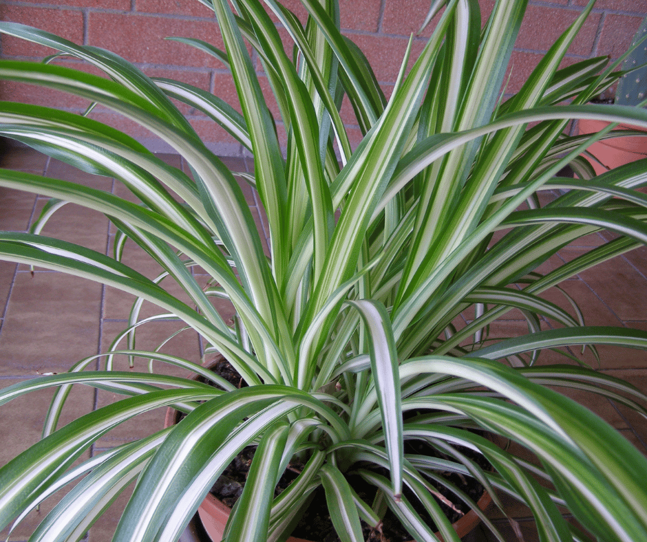 How to Grow and Care for Spider Plant