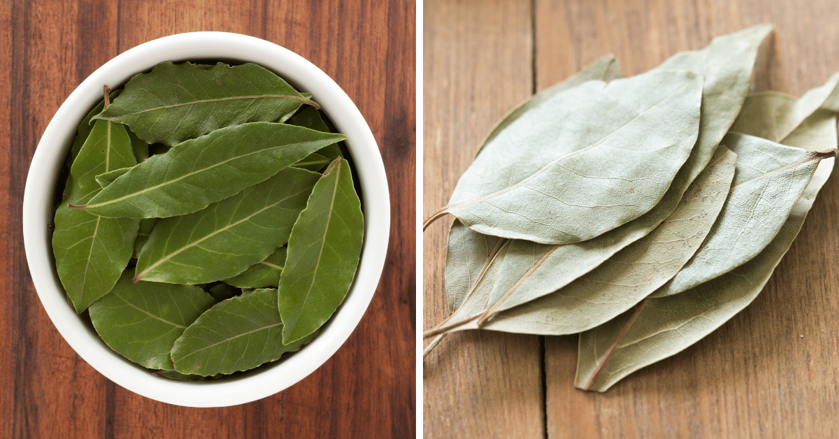 How to Grow and Care for Bay Laurel & Bay Leaf Uses