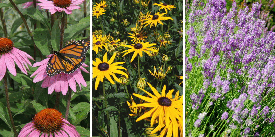 15 Plants that Can Thrive in Low-Quality Soil