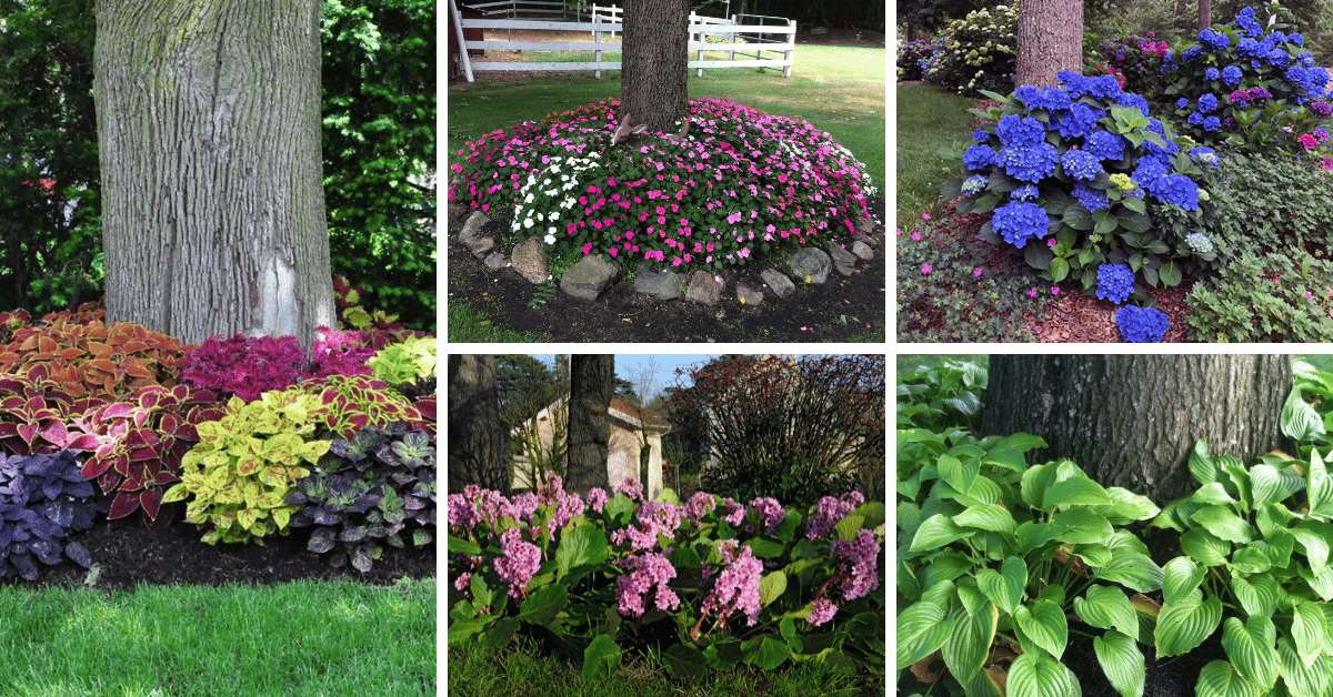 25 Beautiful Plants That Grow Well Under Trees