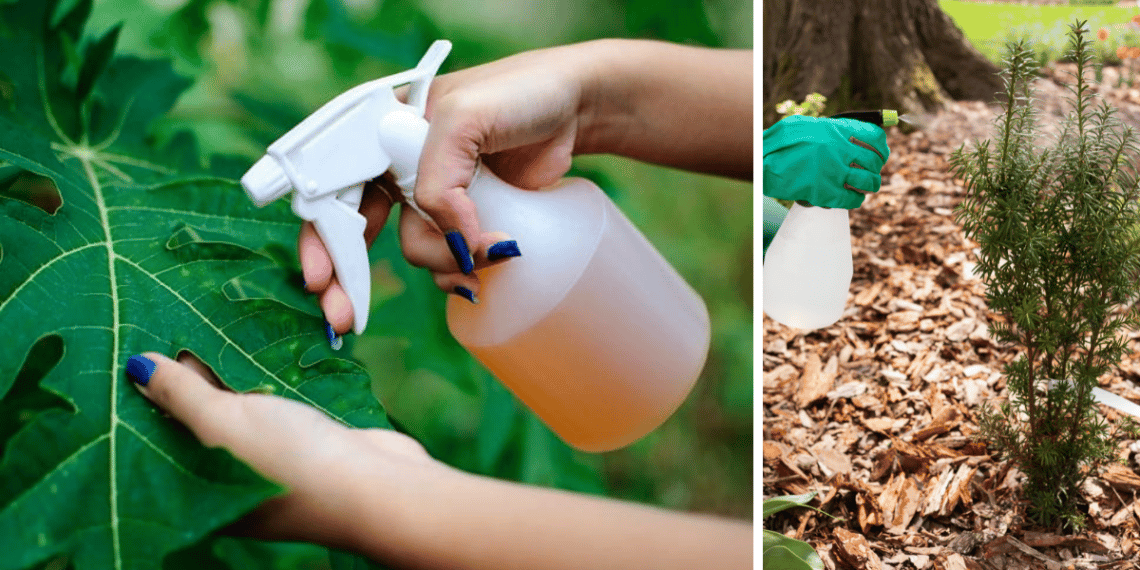 10 Natural and Homemade Insecticides to Protect Your Garden