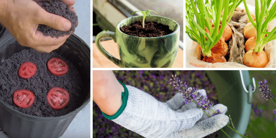 13 Genius Vegetable Planting Hacks to Save You Money