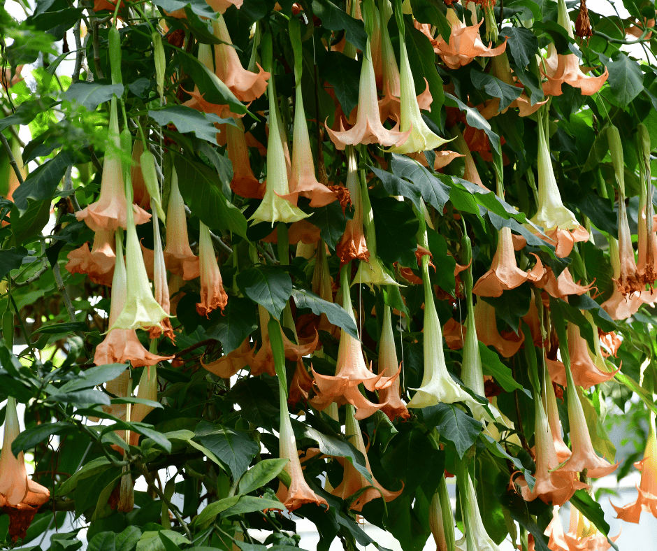 20 Most Common Poisonous Plants You Should Be Aware of