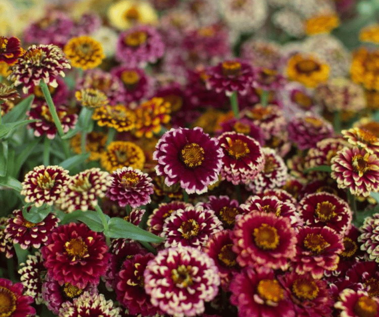 23 Best Zinnia Varieties You Should Grow in Your Garden