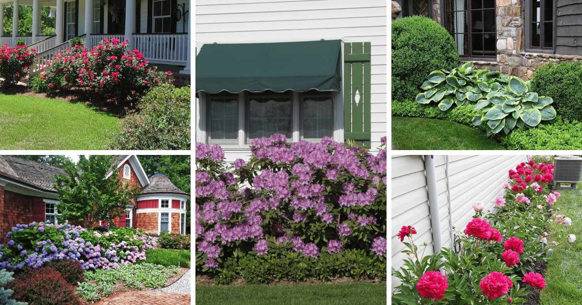 21 Best Foundation Plants to Make the Front of Your House Appealing