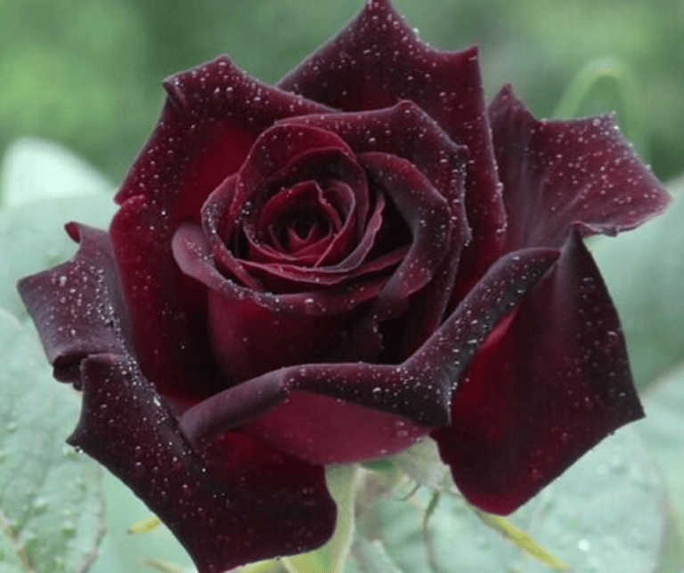 25 Gorgeous Black Flowers to Goth Up Your Garden