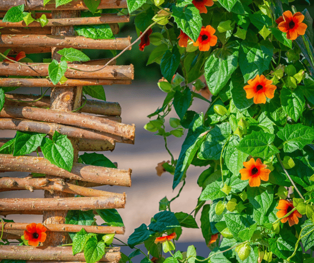 15 Flowering Vines That Will Transform Your Garden with Height, Color ...