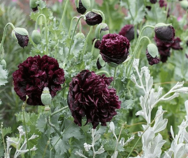 25 Gorgeous Black Flowers to Goth Up Your Garden