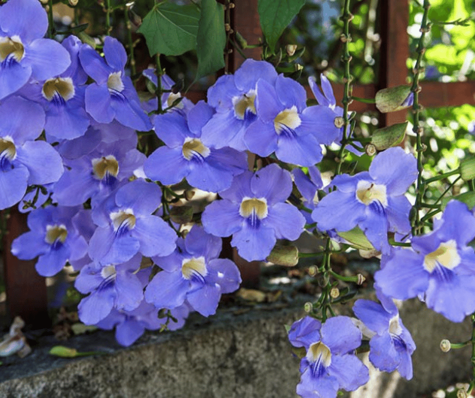 15 Flowering Vines That Will Transform Your Garden with Height, Color ...