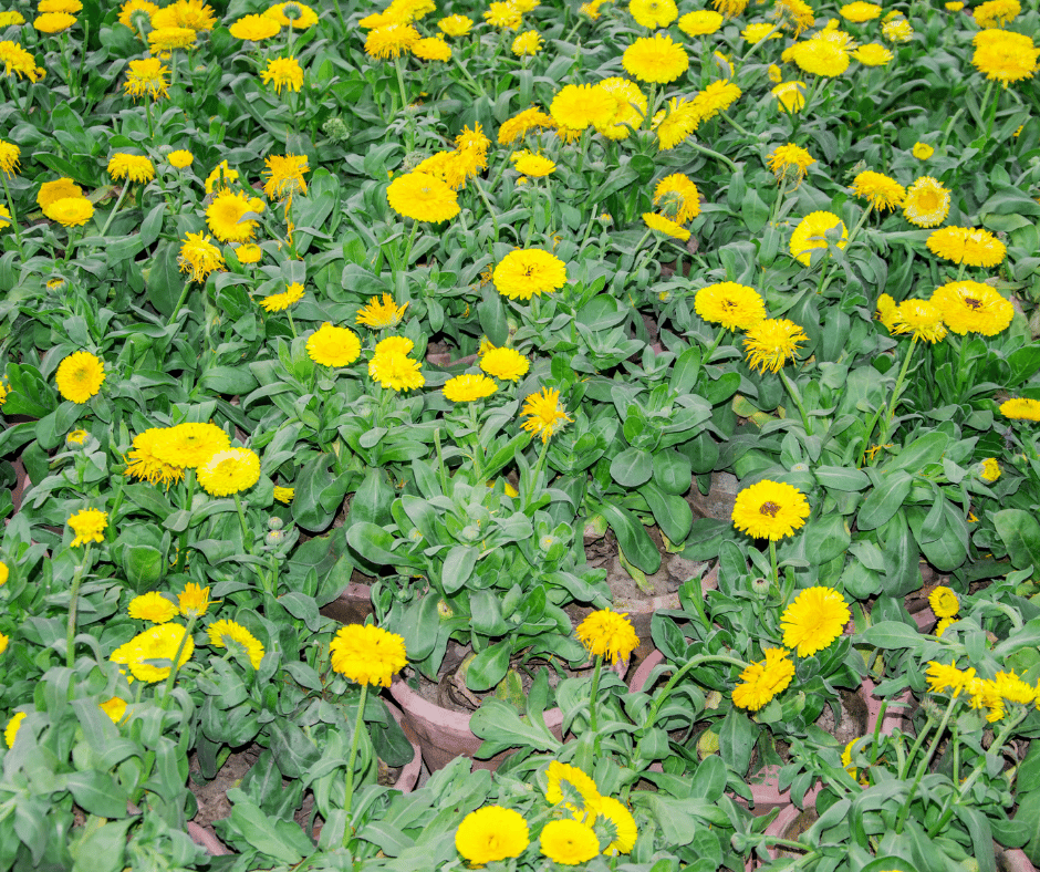 15 Best Herbs That Grow in Shade | How to Grow a Shady Herb Garden