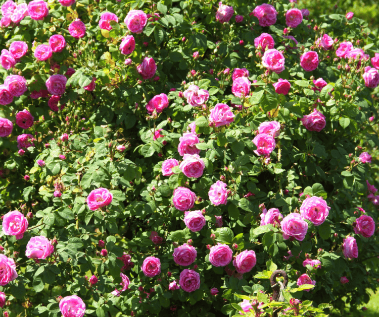 15 Flowering Vines That Will Transform Your Garden with Height, Color ...